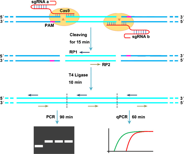 Evaluation of CRISPR/Cas9 site-specific function and validation of sgRNA sequence by a Cas9 ...