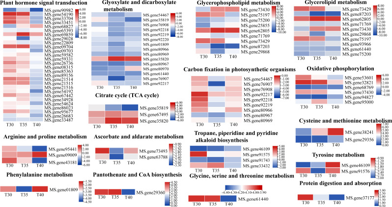 Comparative transcriptomic and metabolomic analyses provide insights into the responses to high ...