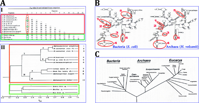 The discovery of archaea: from observed anomaly to consequential ...