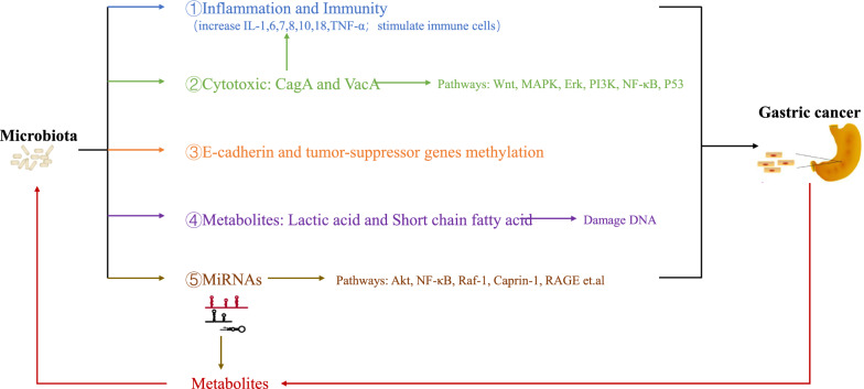 Host miRNAs-microbiota interactions in gastric cancer - PMC