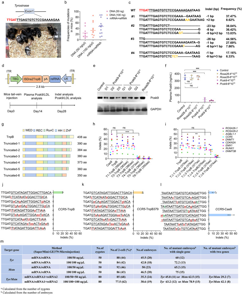 Hypercompact TnpB and truncated TnpB systems enable efficient genome editing in vitro and in ...